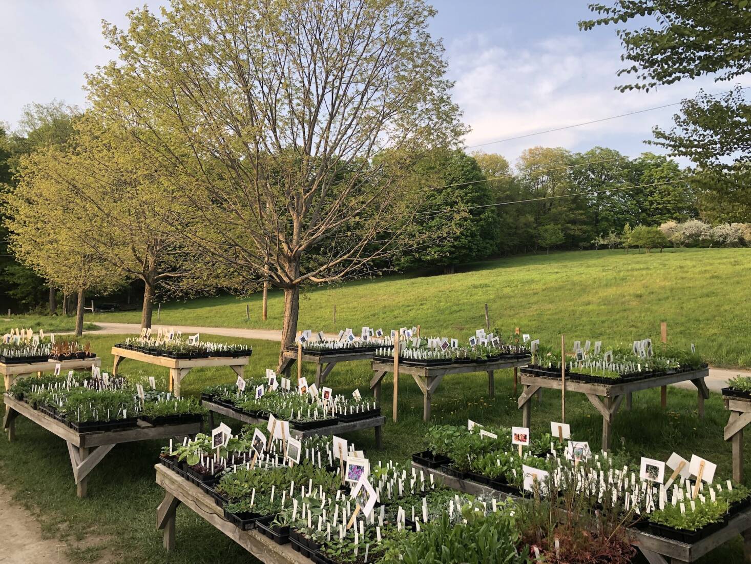 Garden Visit: Helen O'Donnell's Laissez-Faire Garden in Vermont