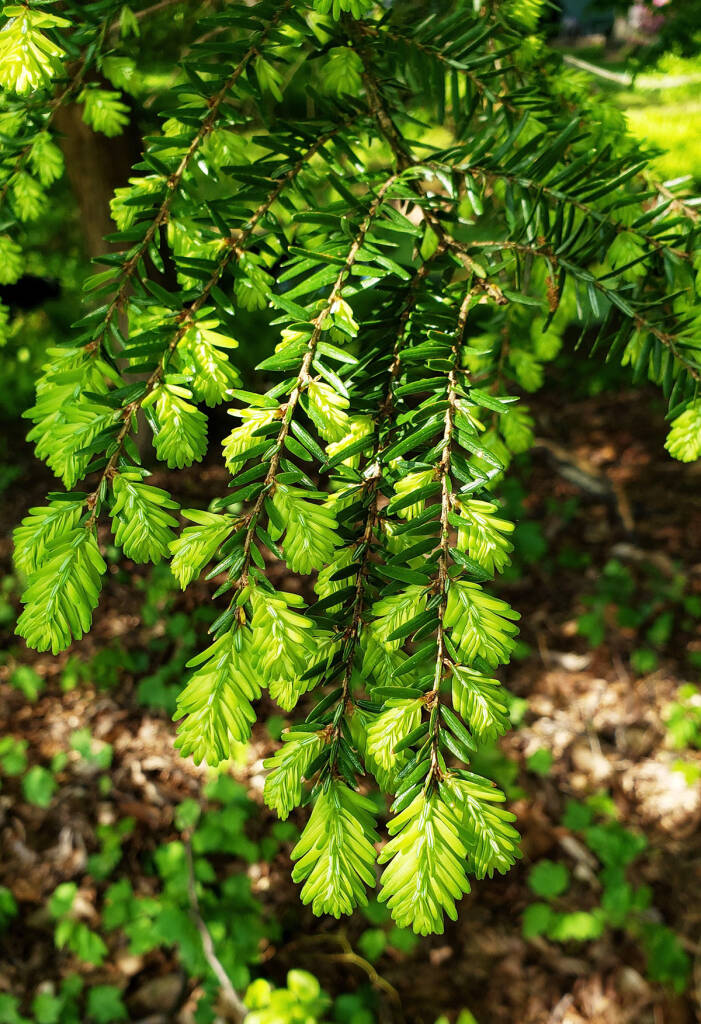 Recipes: Fir Tips Are Edible and So Are Spruce and Hemlock