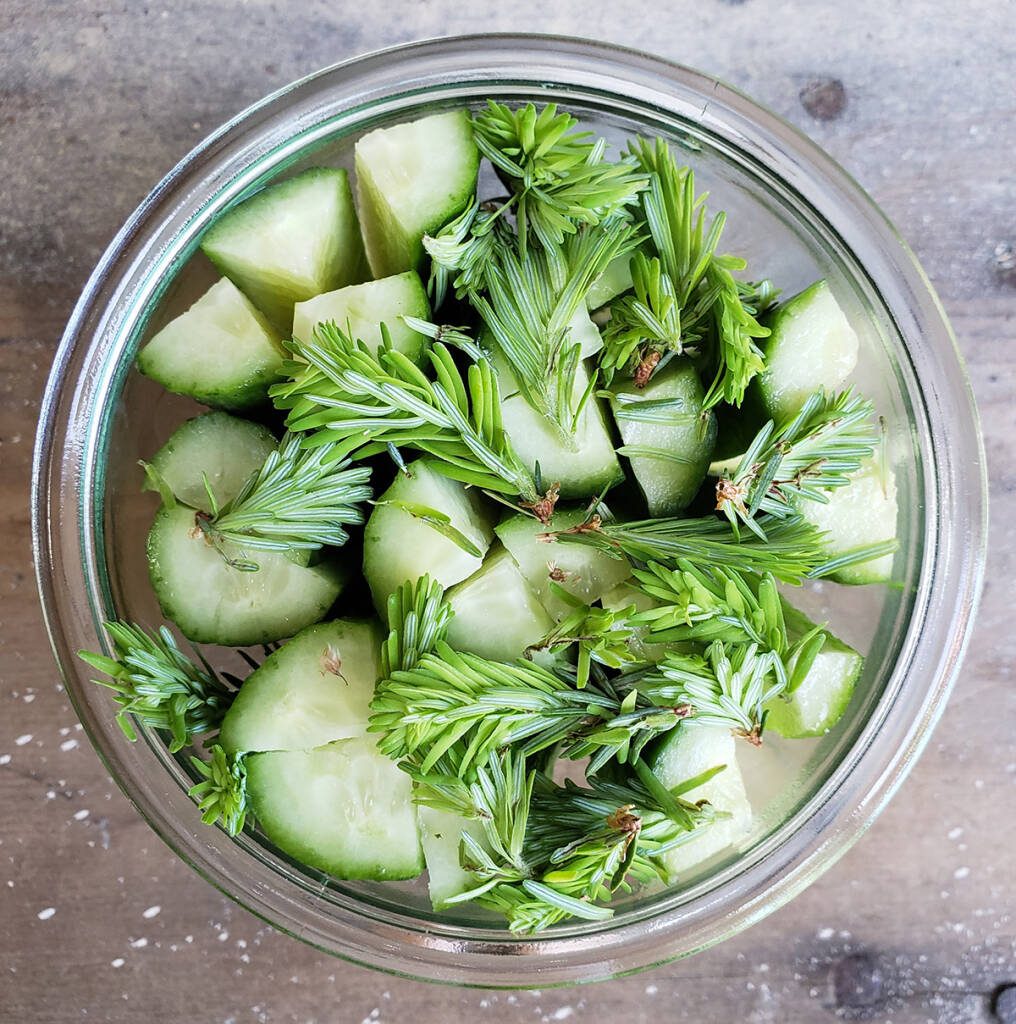 Recipes: Fir Tips Are Edible and So Are Spruce and Hemlock