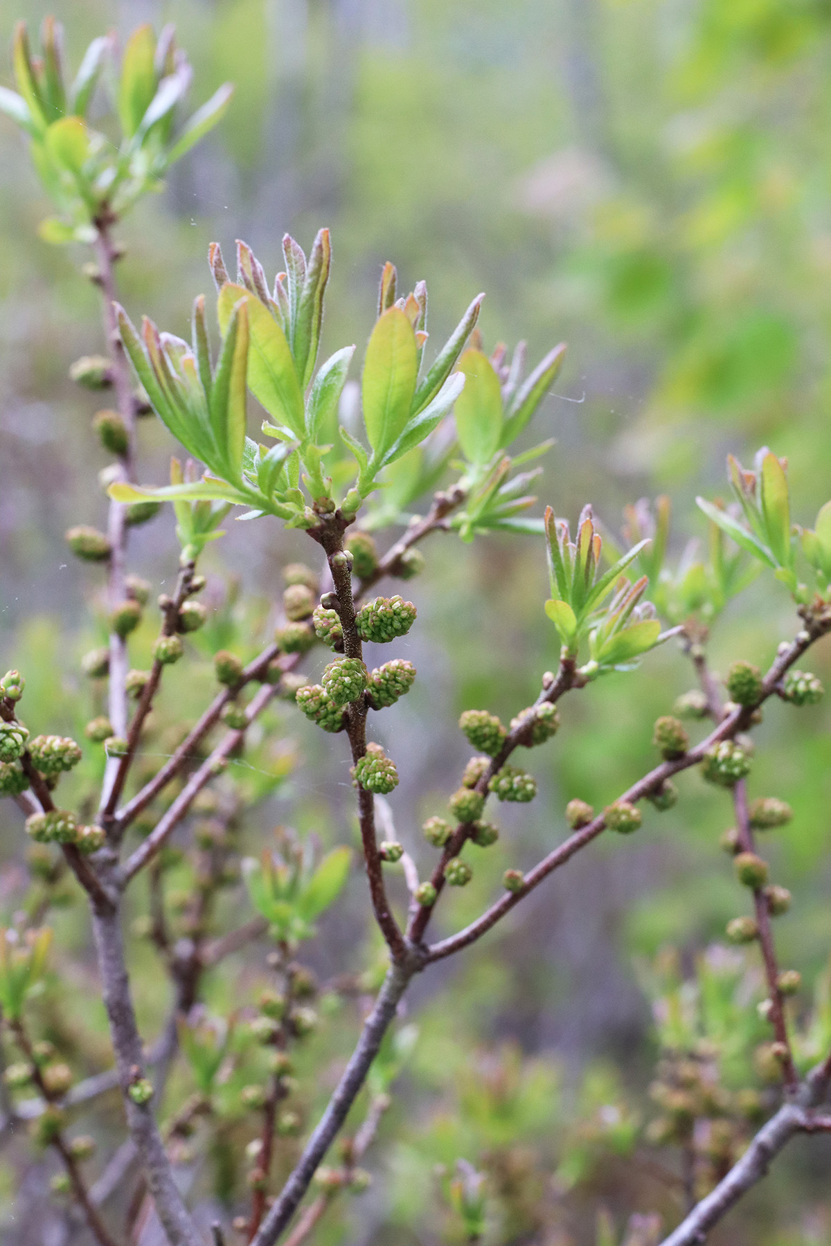 Bracken Fern: A Walk in the Woods of Maine Inspires a Meal