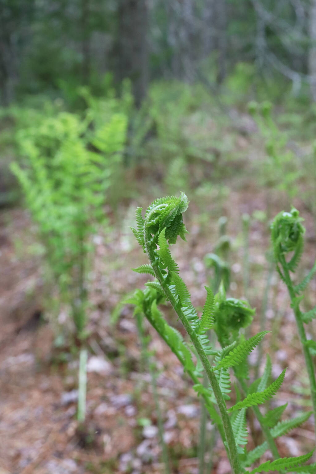 Bracken Fern: A Walk in the Woods of Maine Inspires a Meal