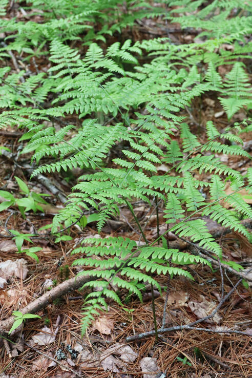 Bracken Fern: A Walk in the Woods of Maine Inspires a Meal