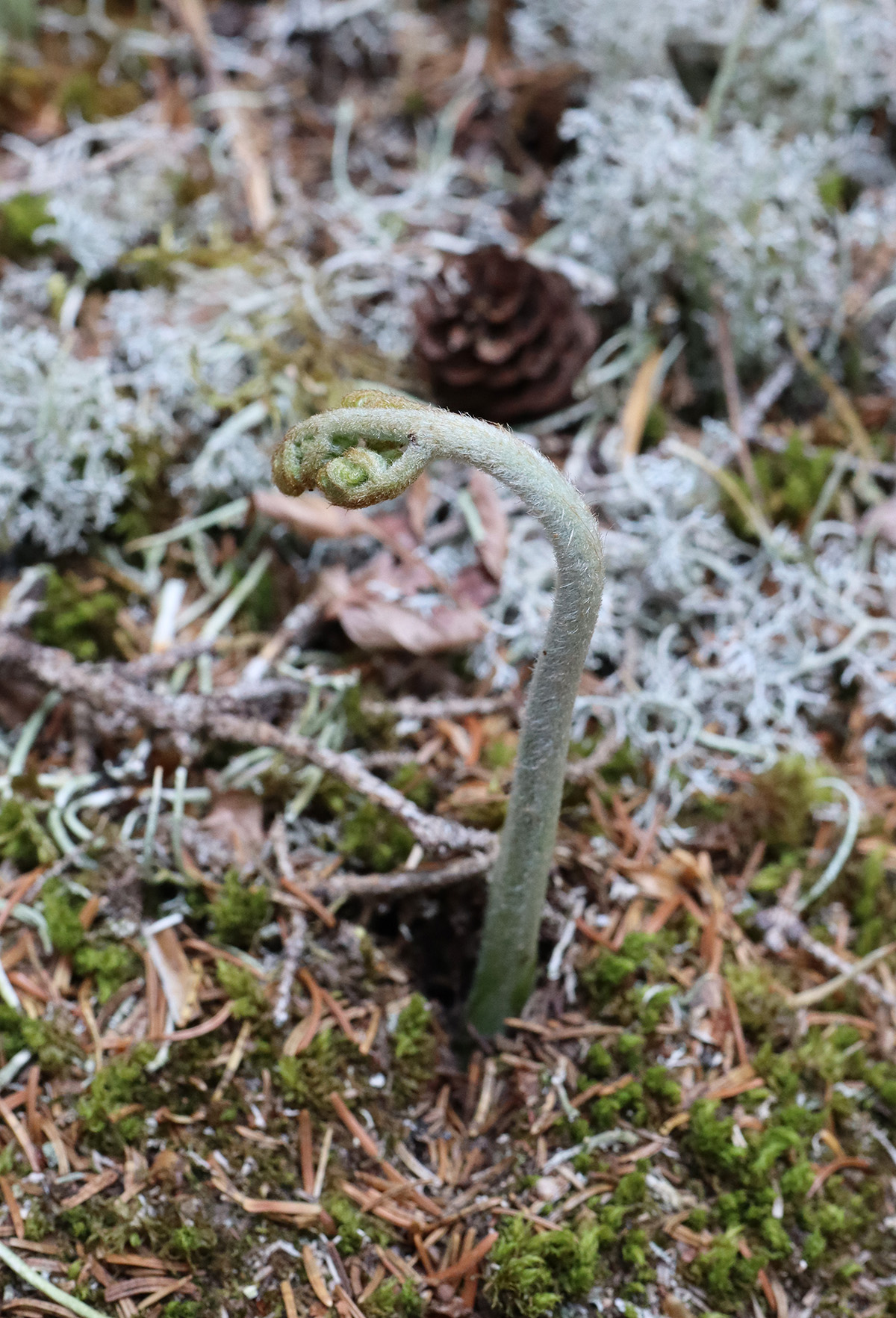 Bracken Fern: A Walk in the Woods of Maine Inspires a Meal
