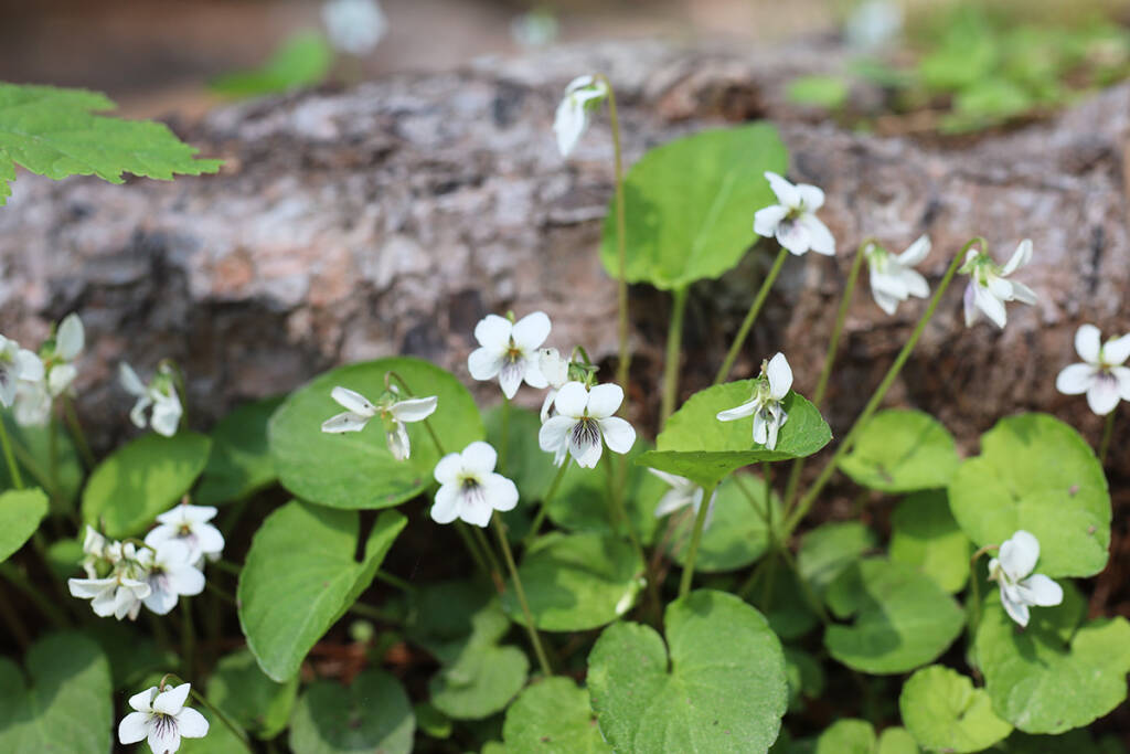 Bracken Fern: A Walk in the Woods of Maine Inspires a Meal