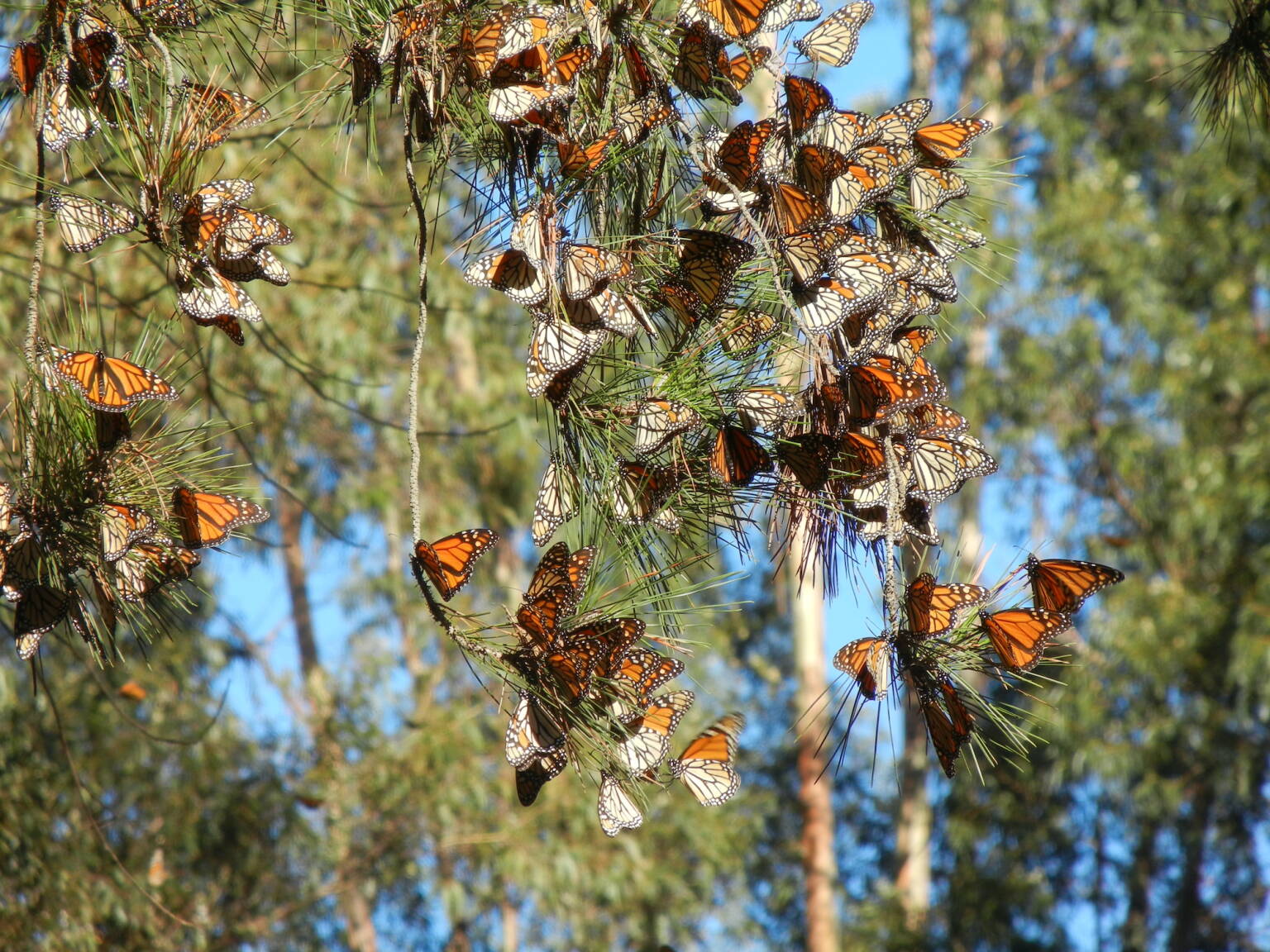 How to Protect Beneficial Insects: Conservationist Matthew Shepherd's Tips