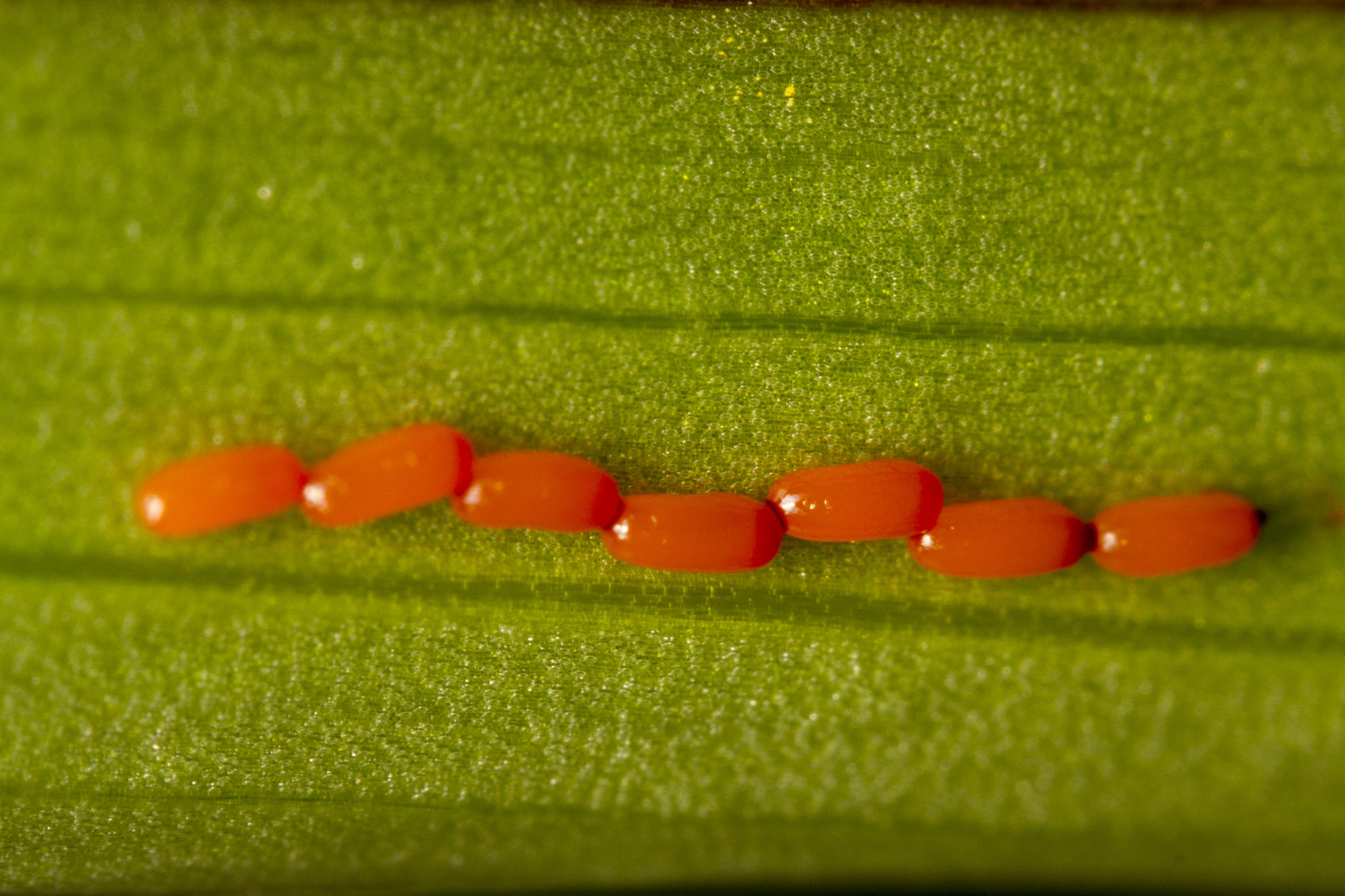 Search & Destroy: Scarlet Lily Beetles - Gardenista