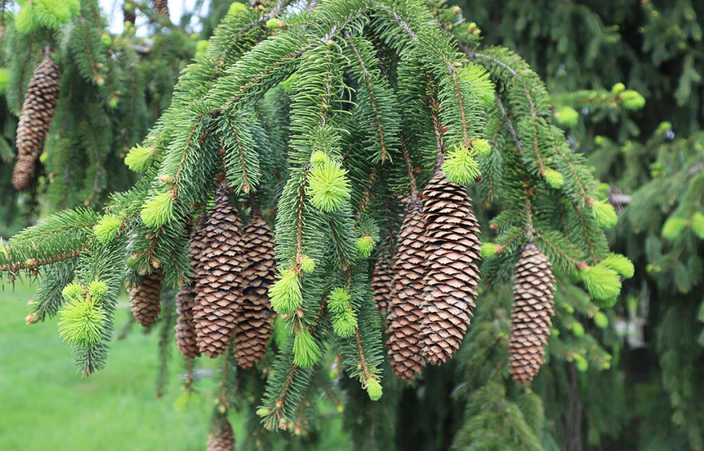 Recipes: Fir Tips Are Edible and So Are Spruce and Hemlock