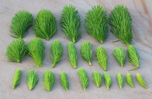 Recipes: Fir Tips Are Edible and So Are Spruce and Hemlock