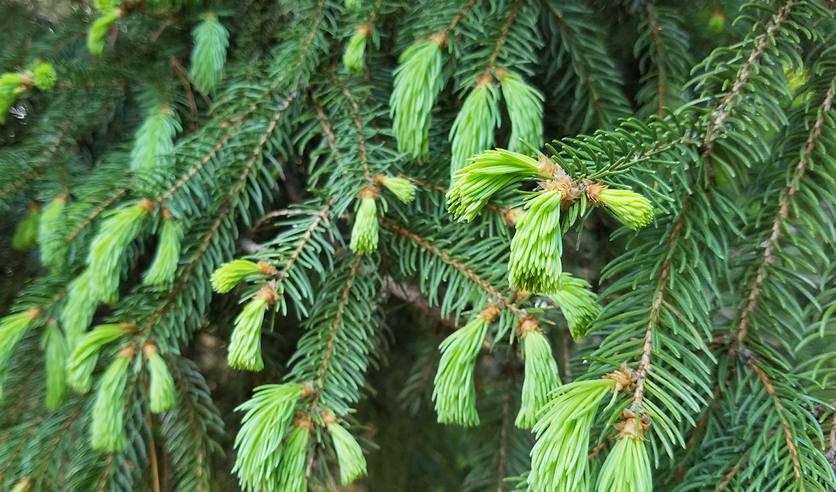 Recipes: Fir Tips Are Edible and So Are Spruce and Hemlock