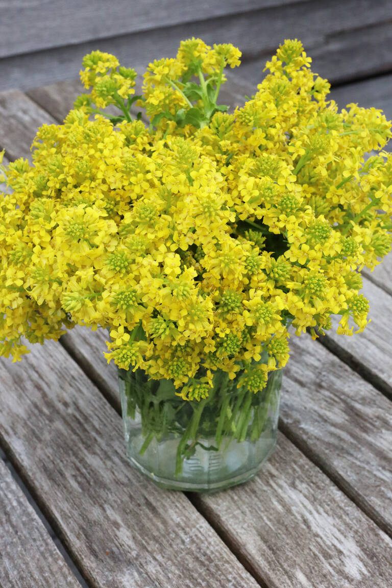 Wintercresses: Edible Weeds that Are In Season in Springtime