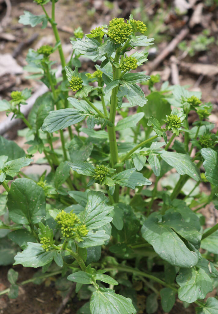 Wintercresses: Edible Weeds that Are In Season in Springtime