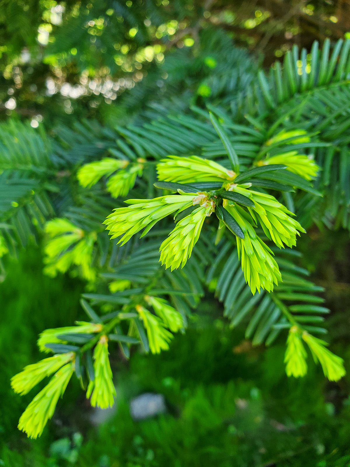 Recipes: Fir Tips Are Edible and So Are Spruce and Hemlock