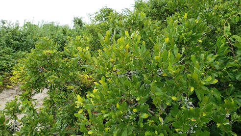 Bayberry: An Herb Native to North America
