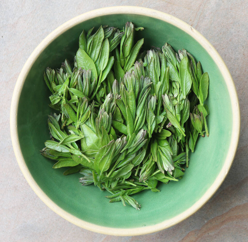 Bayberry: An Herb Native to North America