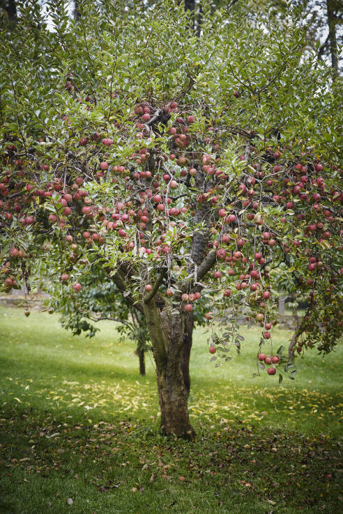 Janet Mavec's Bird Haven Farm in New Jersey: Garden Visit