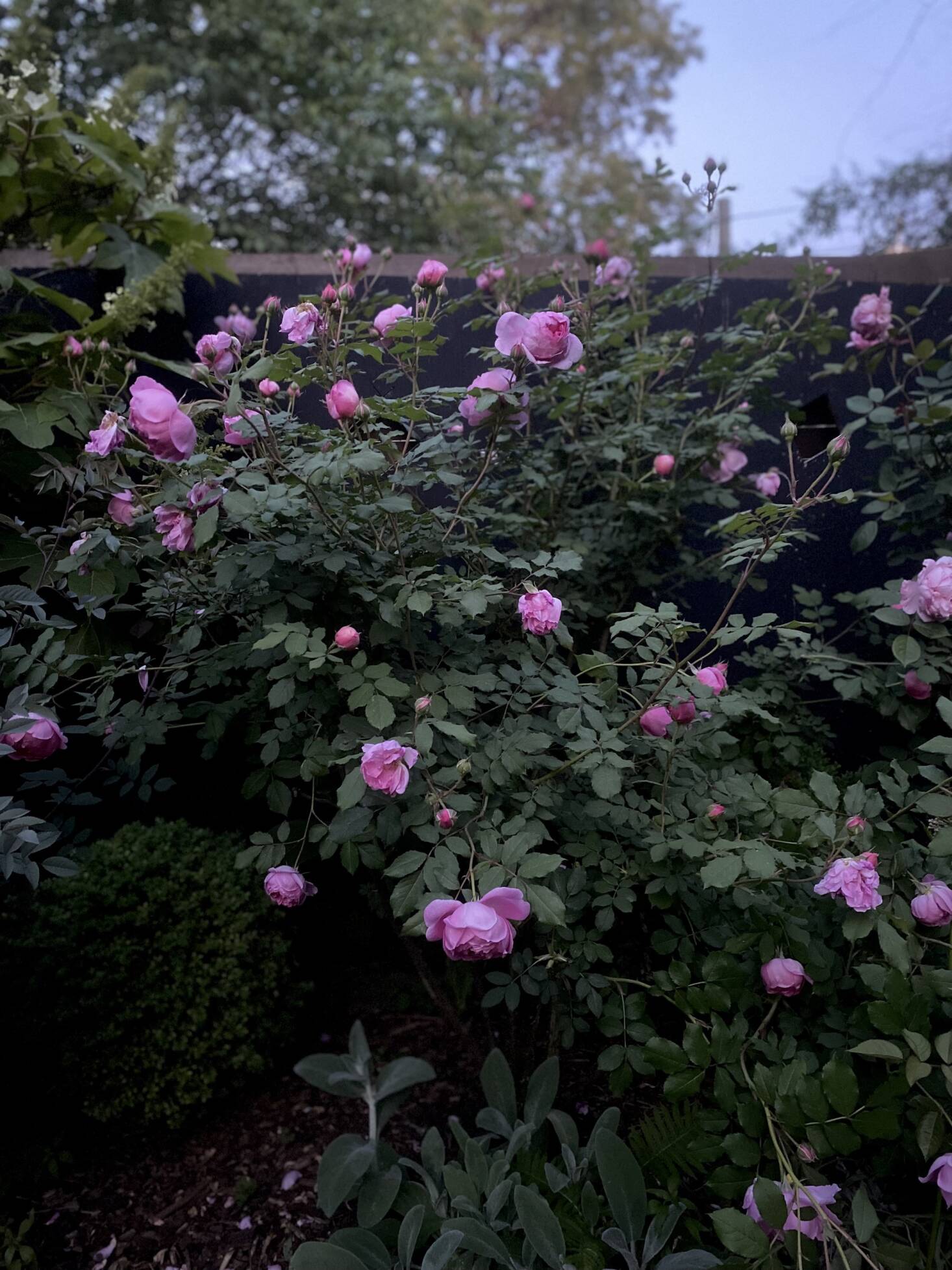 Melissa Goldstein's Flower-Filled Brooklyn Backyard: Garden Visit