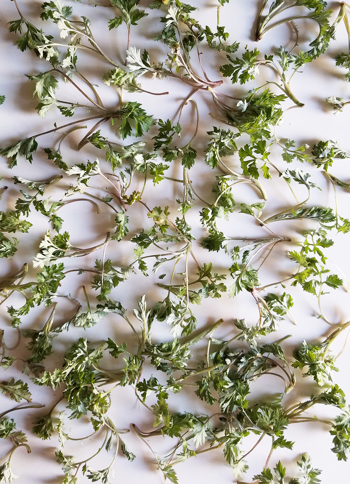 Mugwort is a plant eaten by invasivores - it is an edible herb but is ...