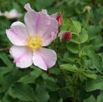 The Best Native Roses for Your Region