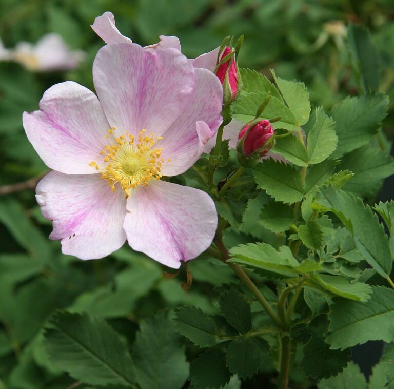 The Best Native Roses for Your Region