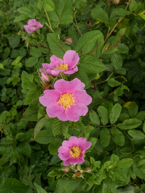 The Best Native Roses for Your Region