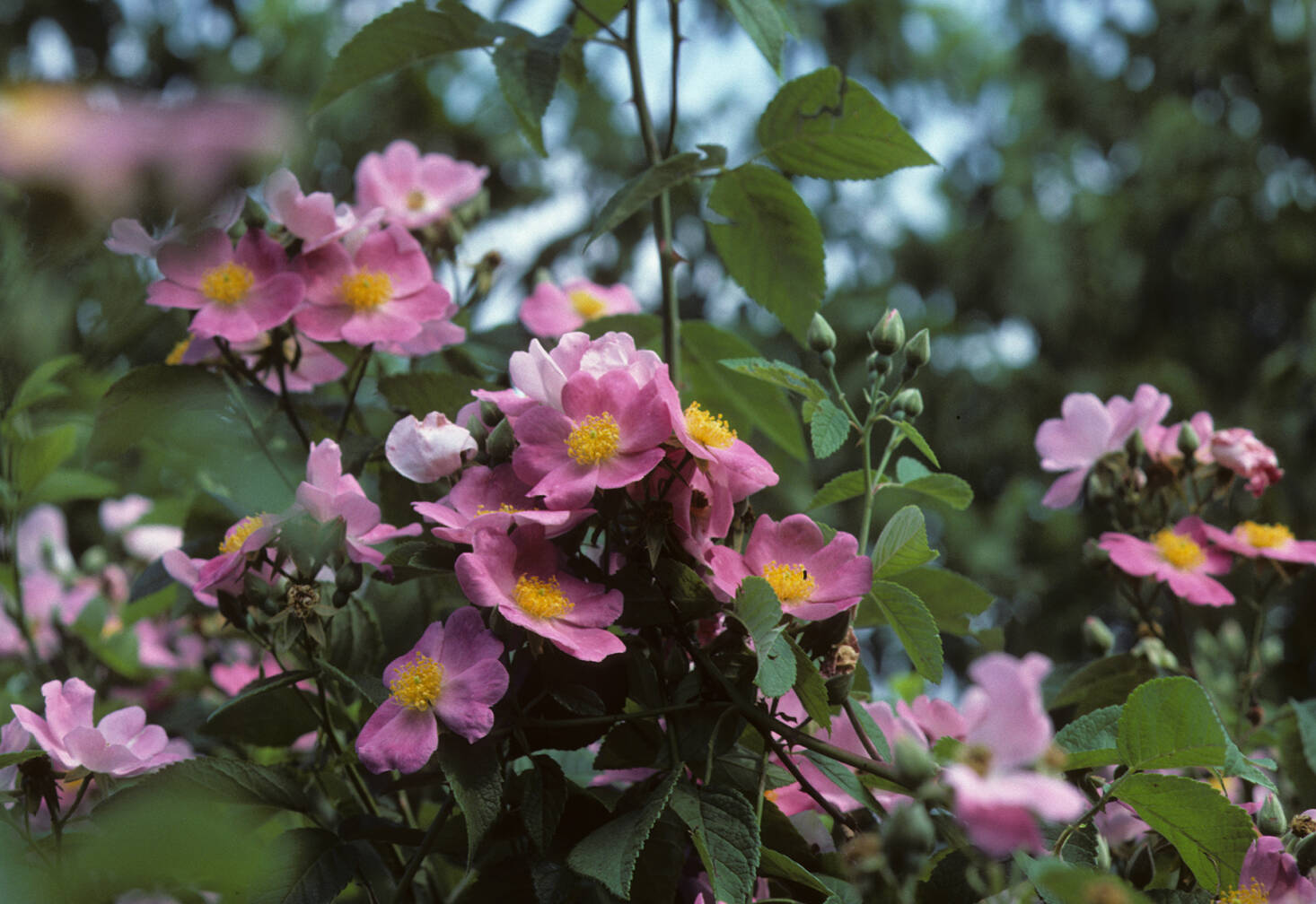 The Best Native Roses for Your Region