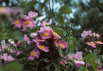 The Best Native Roses for Your Region