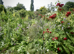 Great Dixter: Fergus Garrett Creates Art in the Garden