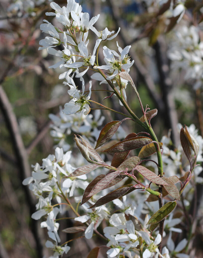 Serviceberries: Forage the Sweet Fruit for Good Eats