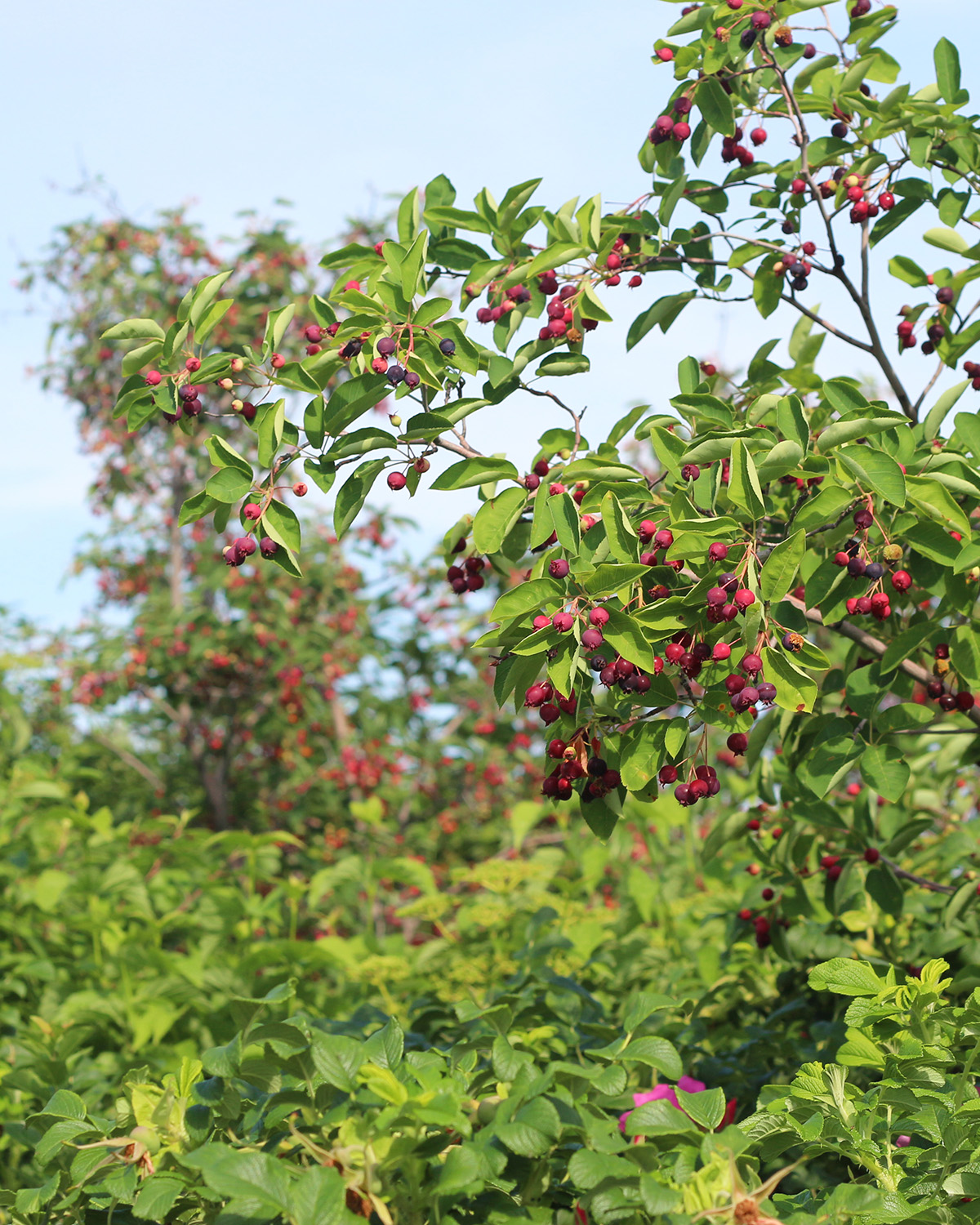 Serviceberries: Forage the Sweet Fruit for Good Eats