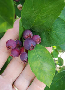 Serviceberries: Forage the Sweet Fruit for Good Eats