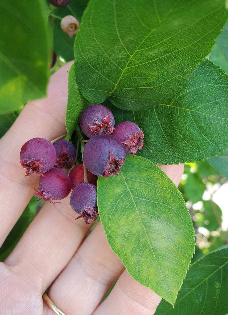 Serviceberries: Forage the Sweet Fruit for Good Eats