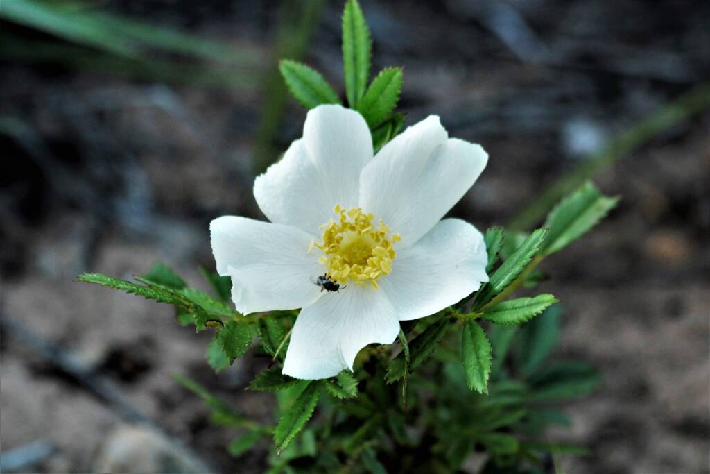 The Best Native Roses for Your Region