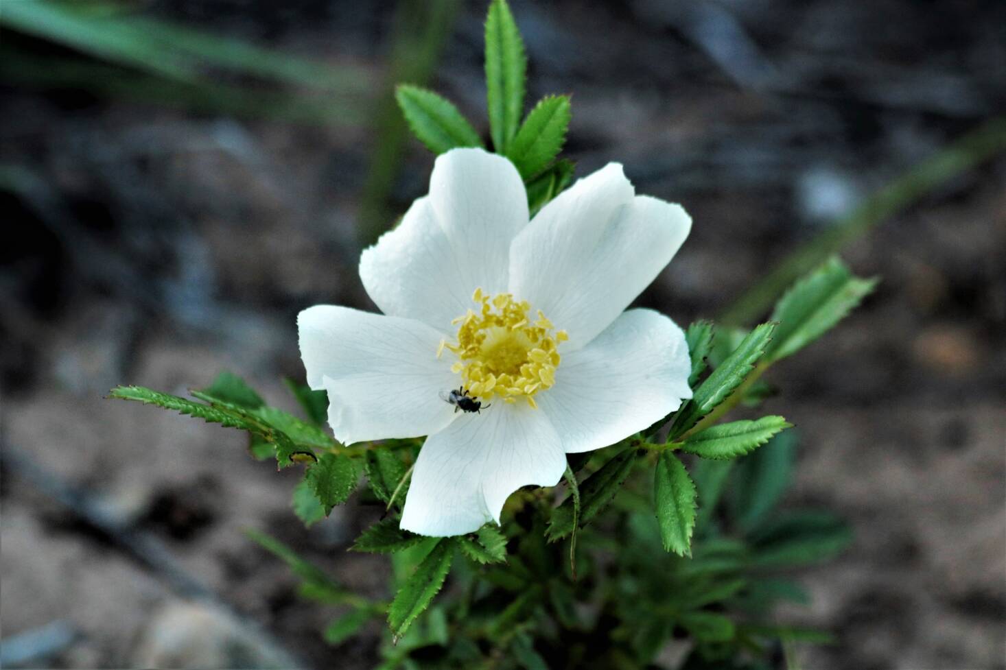 The Best Native Roses for Your Region