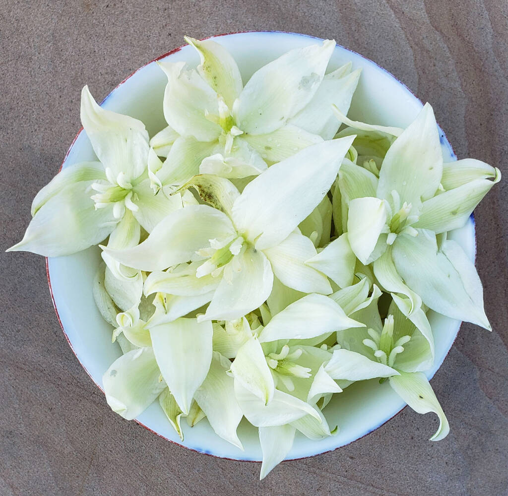Yucca: A Resilient Garden Plant and a Delicious Vegetable