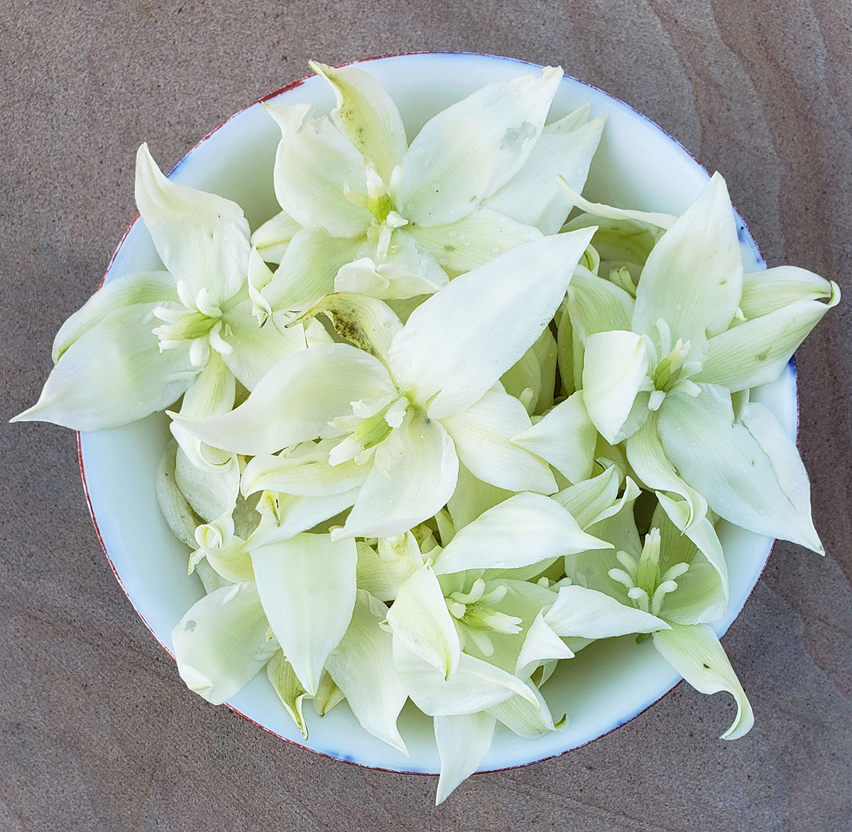 Yucca: A Resilient Garden Plant and a Delicious Vegetable
