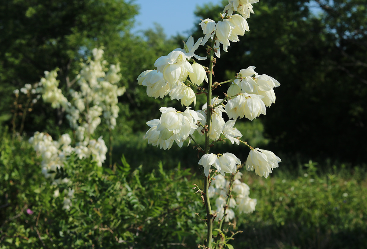 Yucca: A Resilient Garden Plant and a Delicious Vegetable