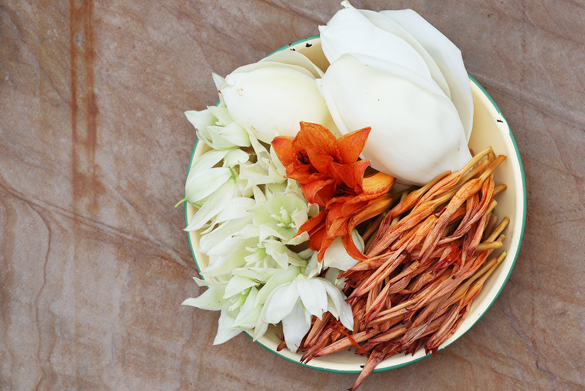 Yucca: A Resilient Garden Plant and a Delicious Vegetable