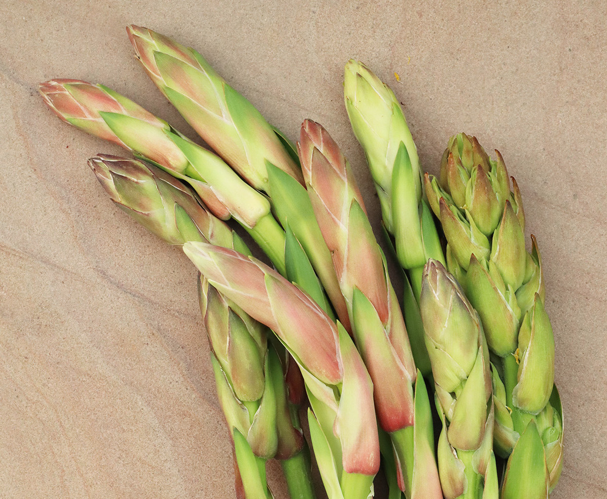Yucca: A Resilient Garden Plant and a Delicious Vegetable