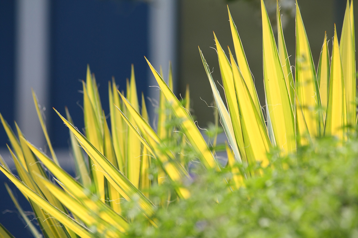 Yucca: A Resilient Garden Plant and a Delicious Vegetable
