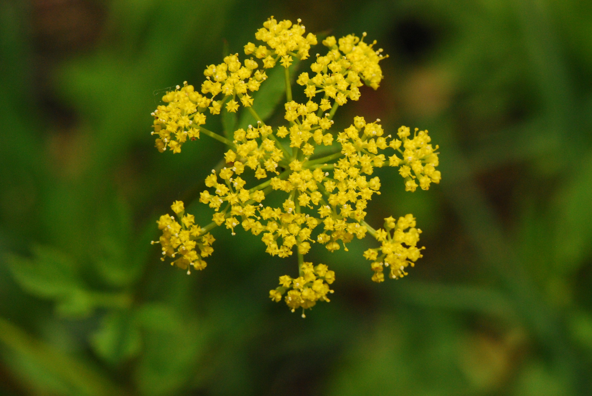 Golden Alexander: How to Care for Zizia Aurea