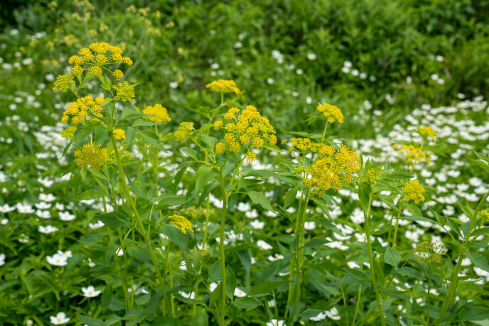 Golden Alexander: How to Care for Zizia Aurea