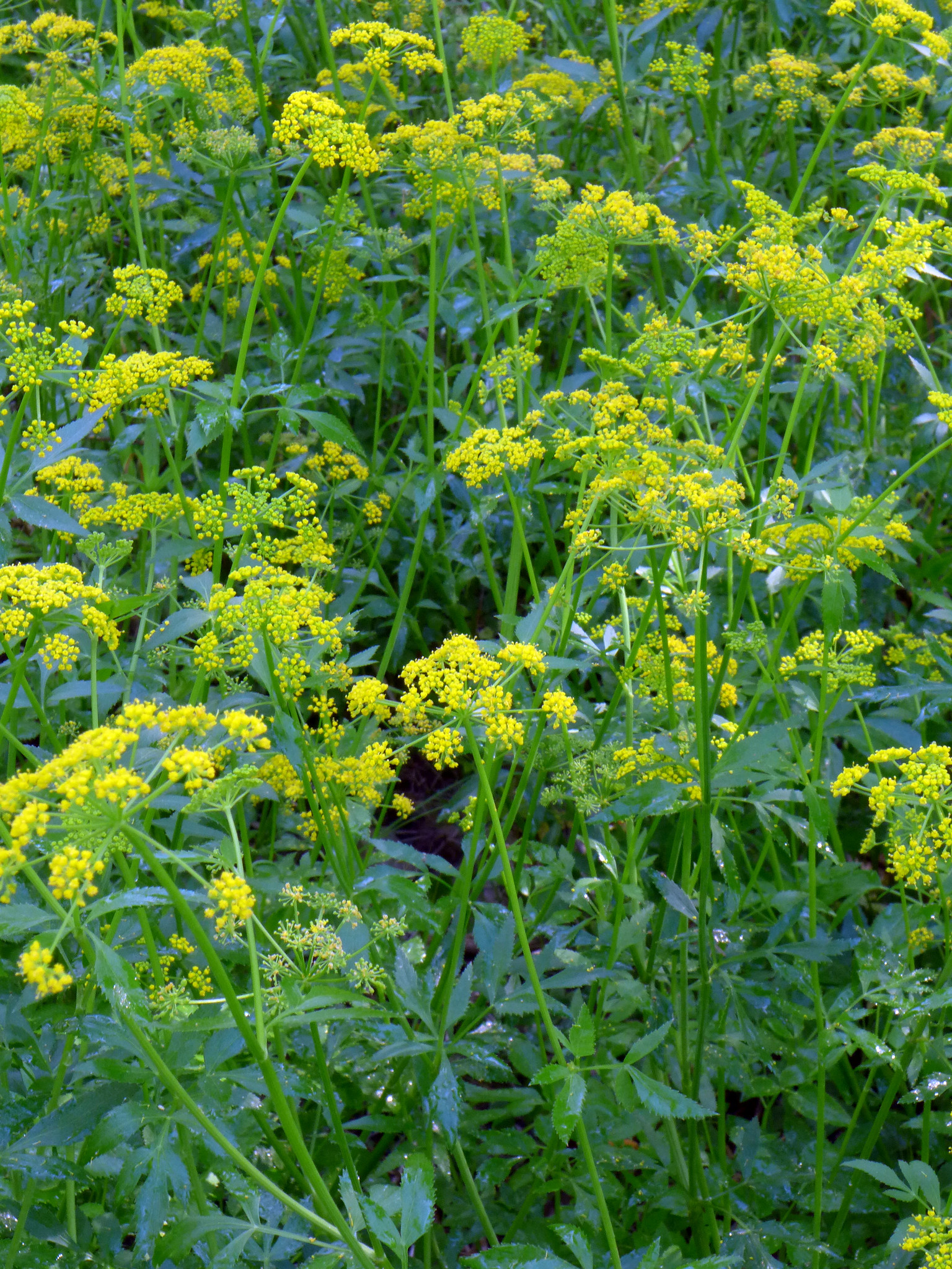 Golden Alexander: How to Care for Zizia Aurea