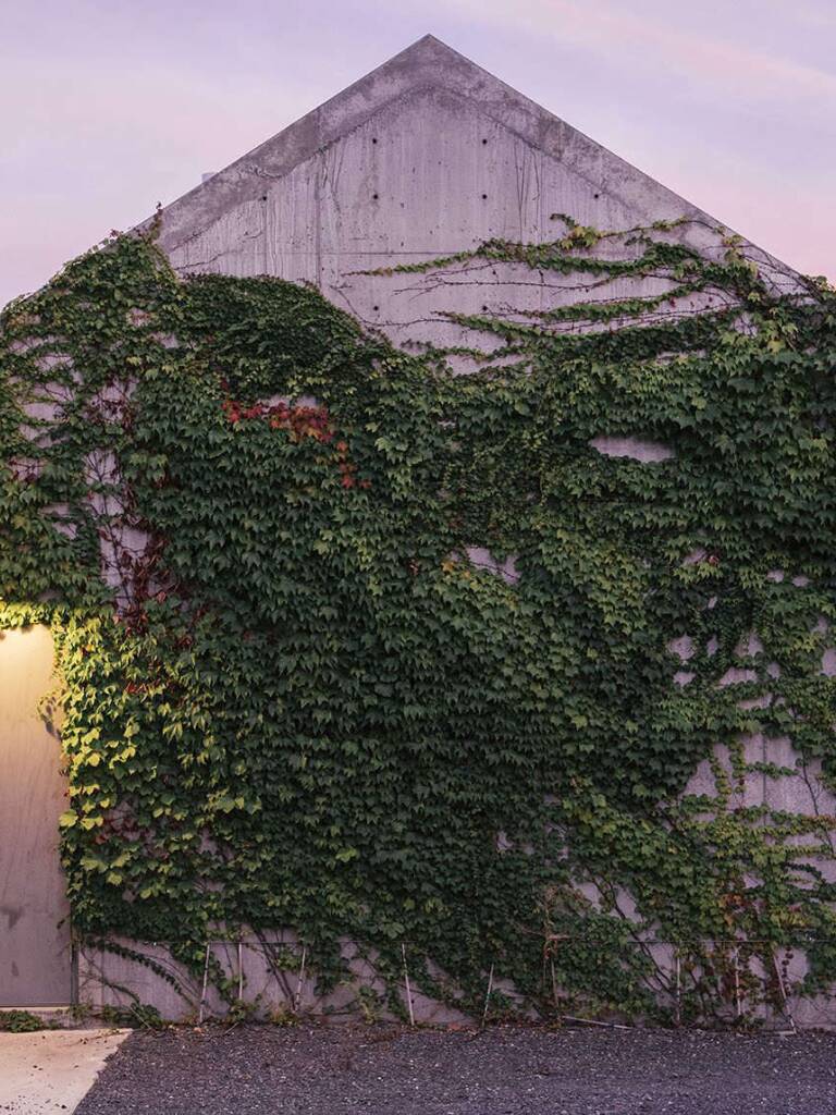 10 Things Nobody Tells You About Vines - Gardenista