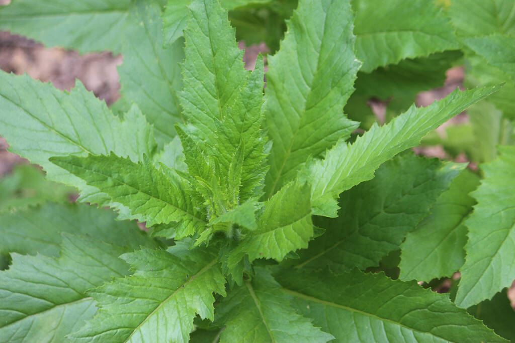 American Burnweed: How to Use the Edible North American Herb
