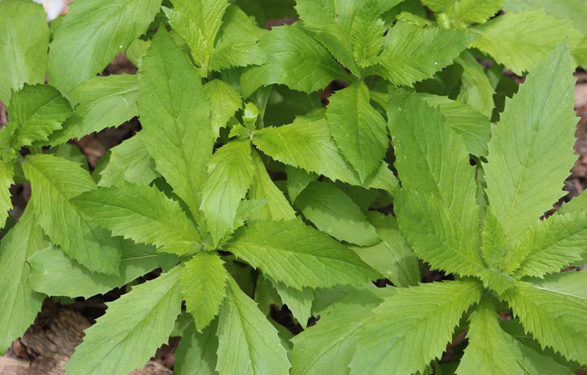 American Burnweed: How to Use the Edible North American Herb
