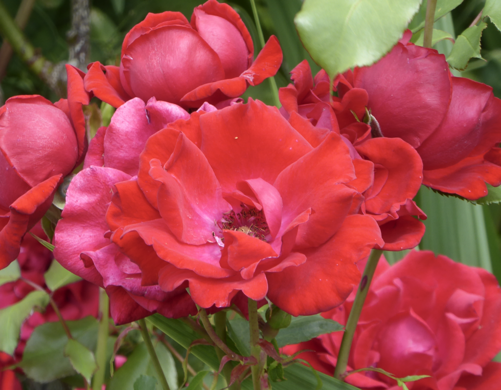 Roses for Pollinators: The Best Roses for Bees and Other Pollinators