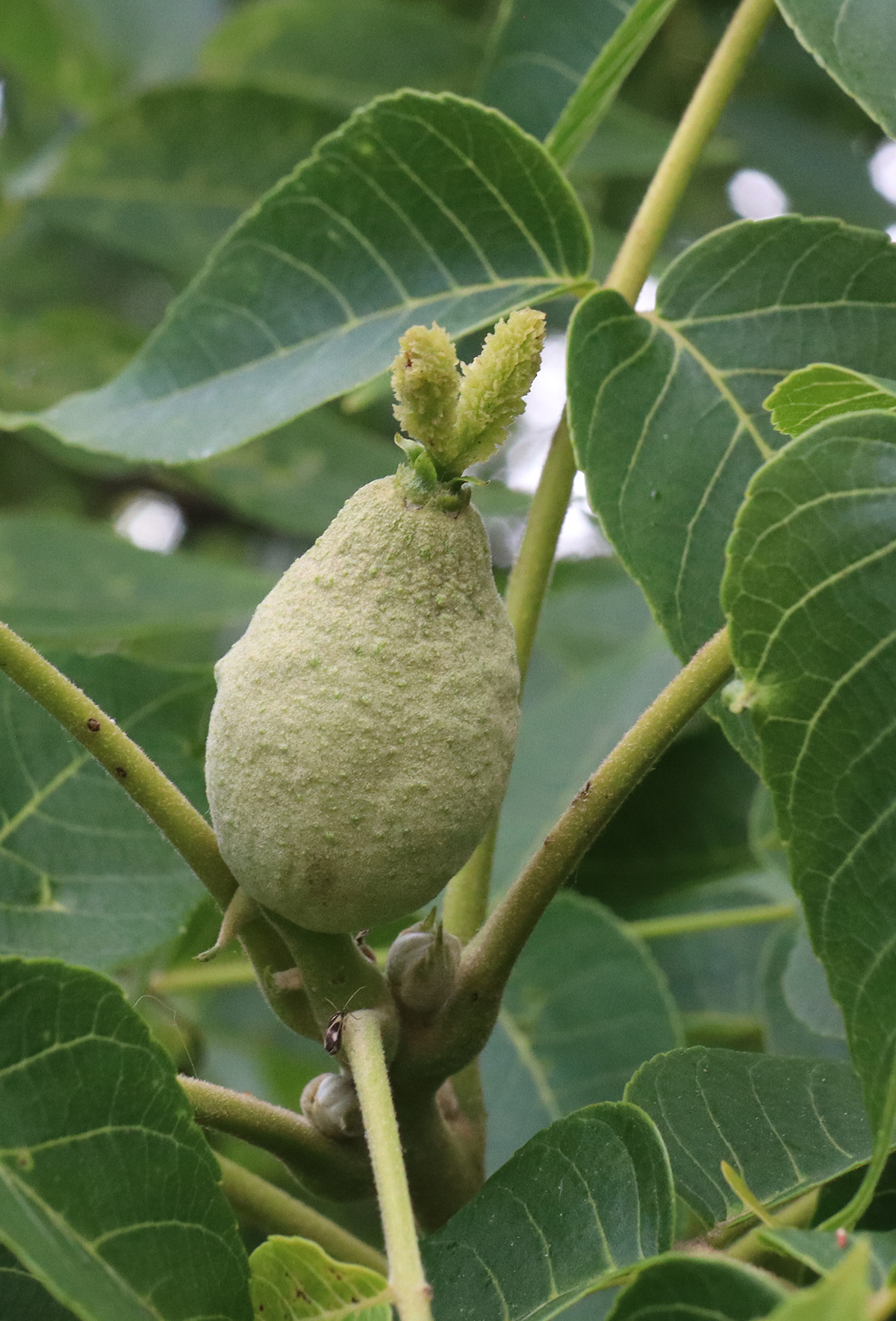 Green Walnuts: A Sweet Recipe for Foraged Young Walnuts