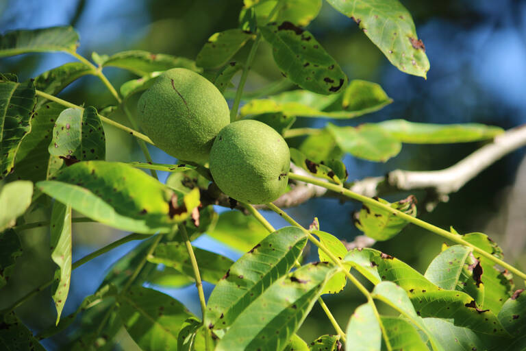Green Walnuts: A Sweet Recipe for Foraged Young Walnuts