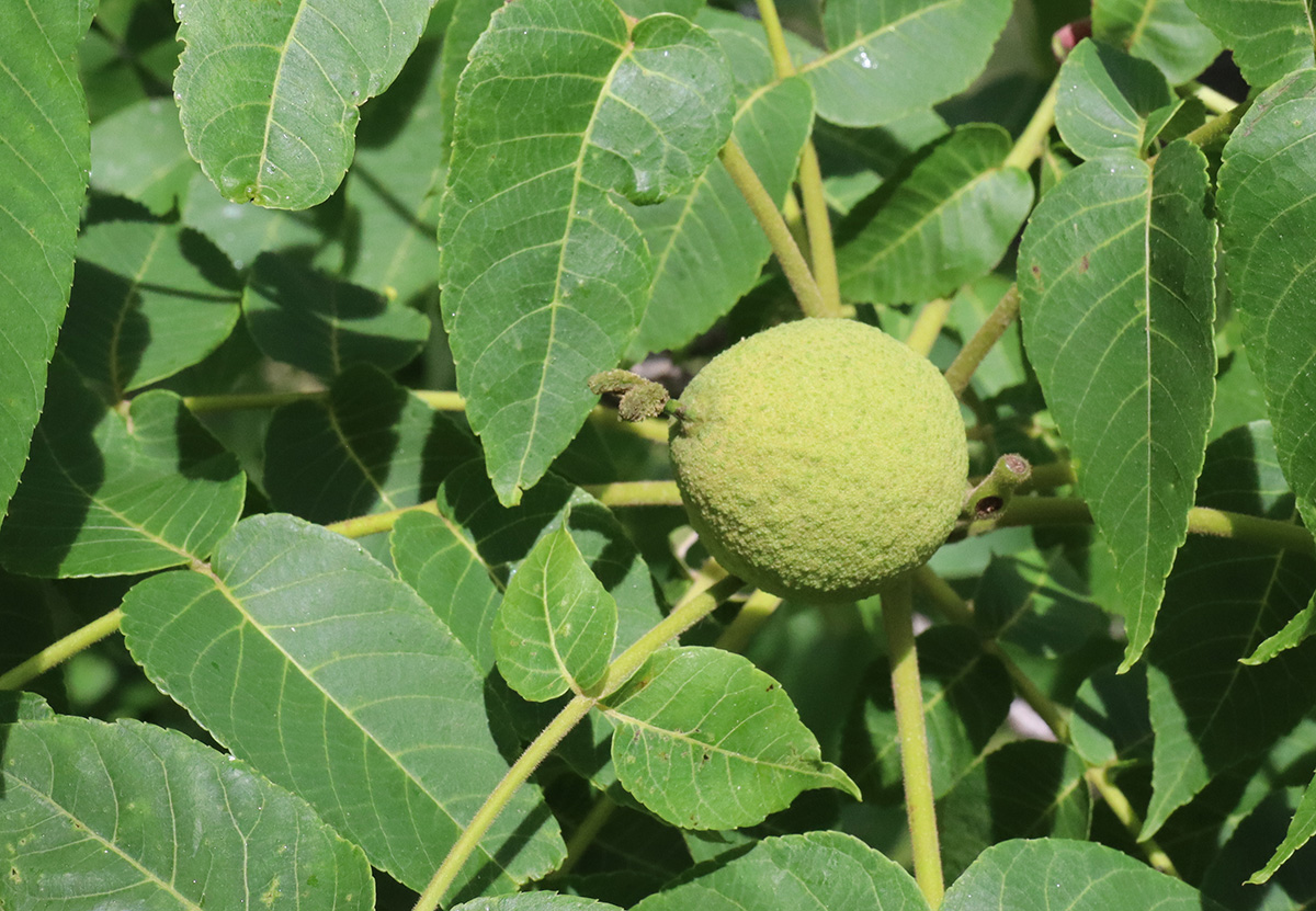 Green Walnuts: A Sweet Recipe for Foraged Young Walnuts