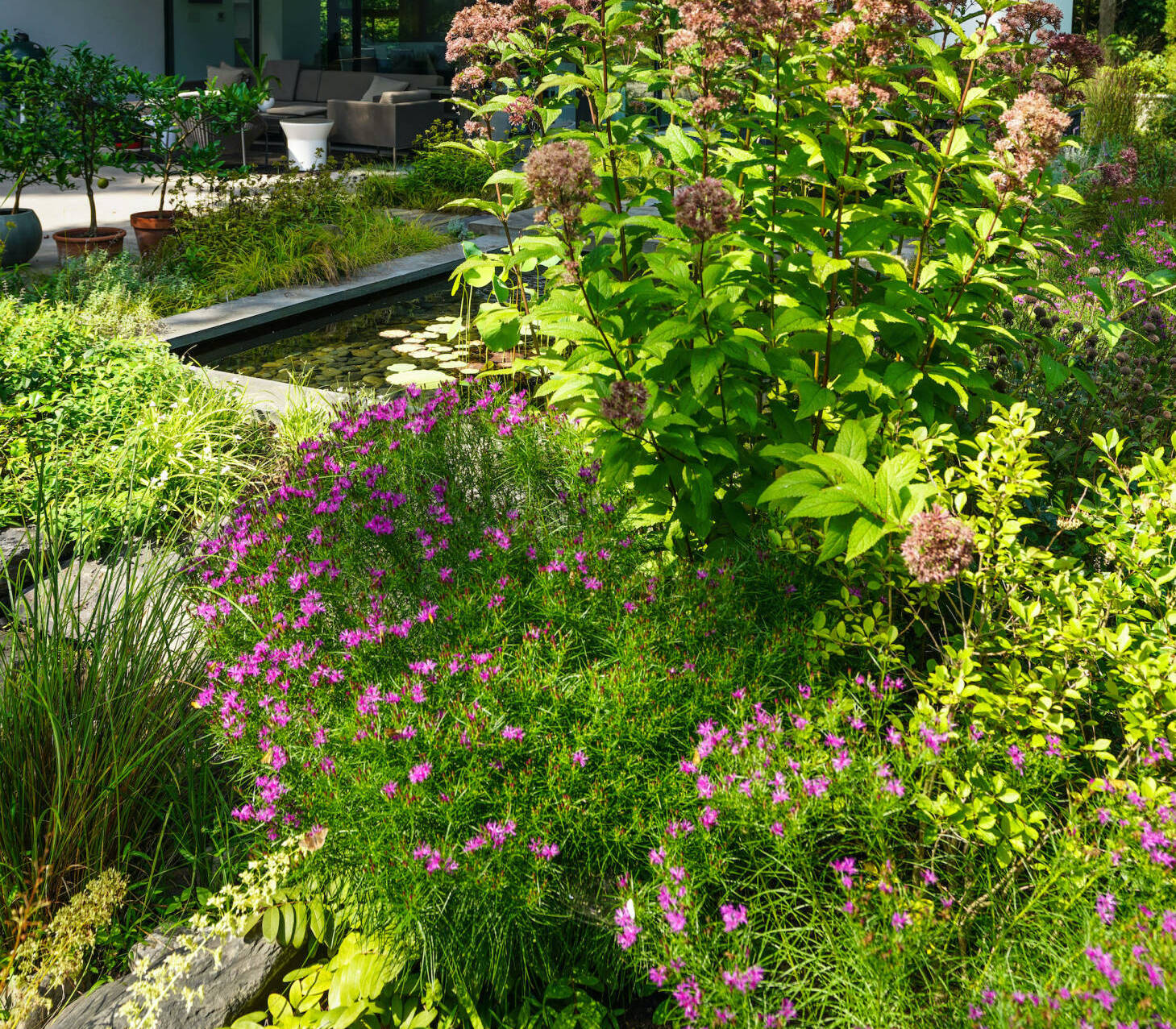 Vernonia lettermannii 'Iron Butterfly': Plant of the Year for 2026